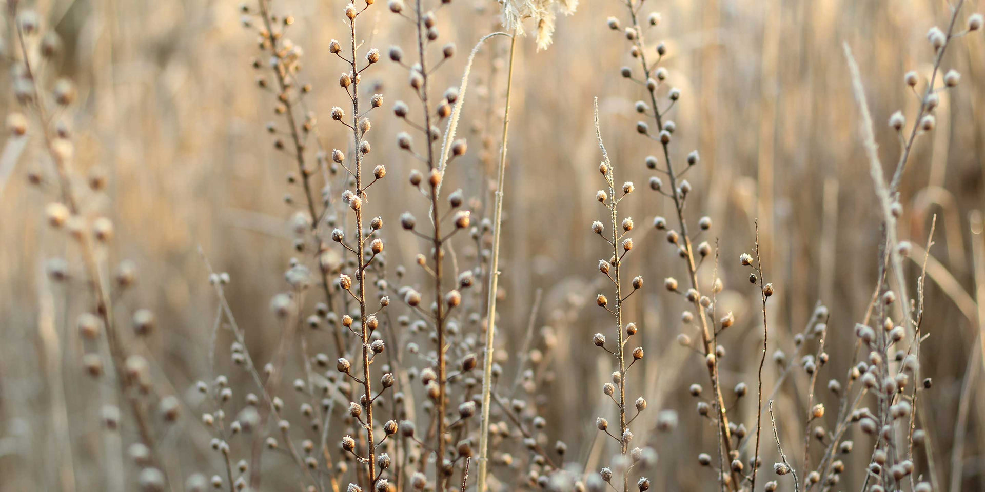 Mens Shirt, Blue Linen – Newmarket 875